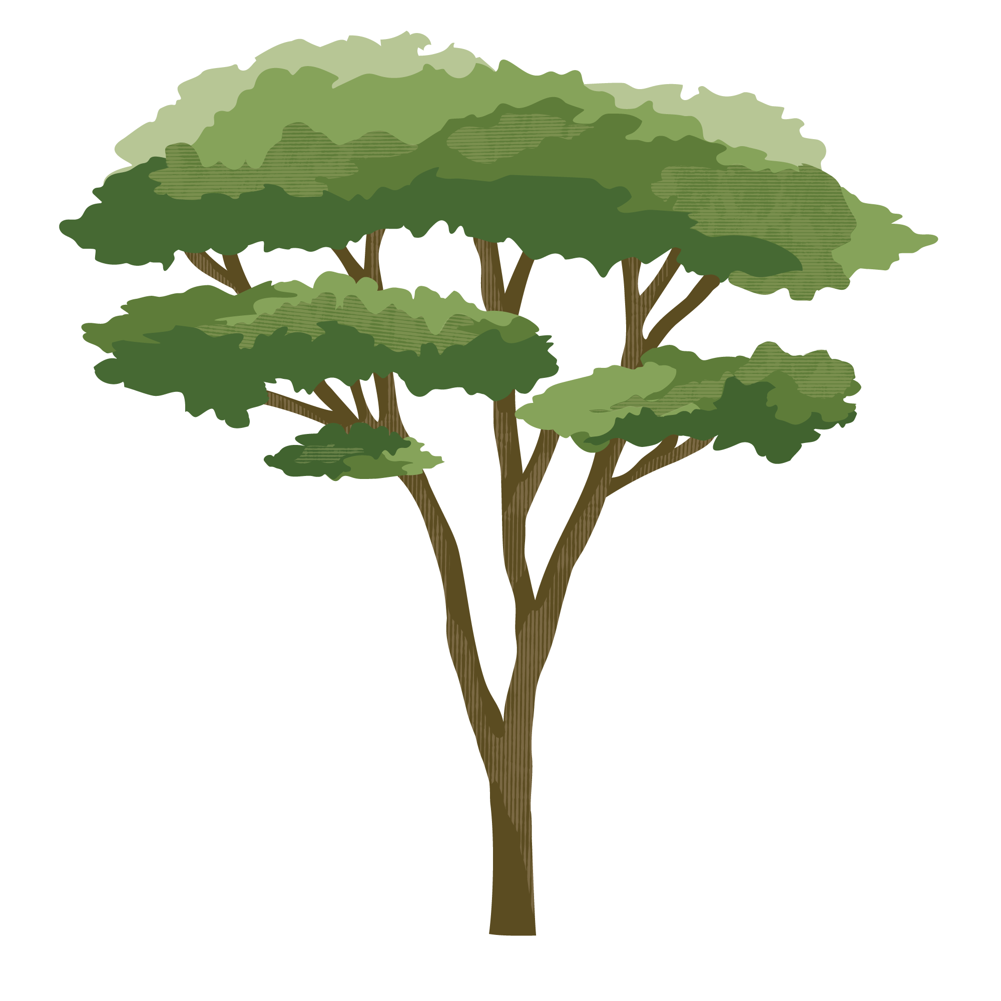 Acacia Tree Wall Decal, Safari Nursery Wall Decals, Repositionable